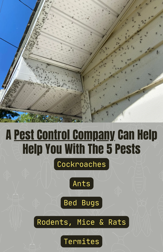 A Pest Control Company Can Help Help You With The 5 Pests - cache mania