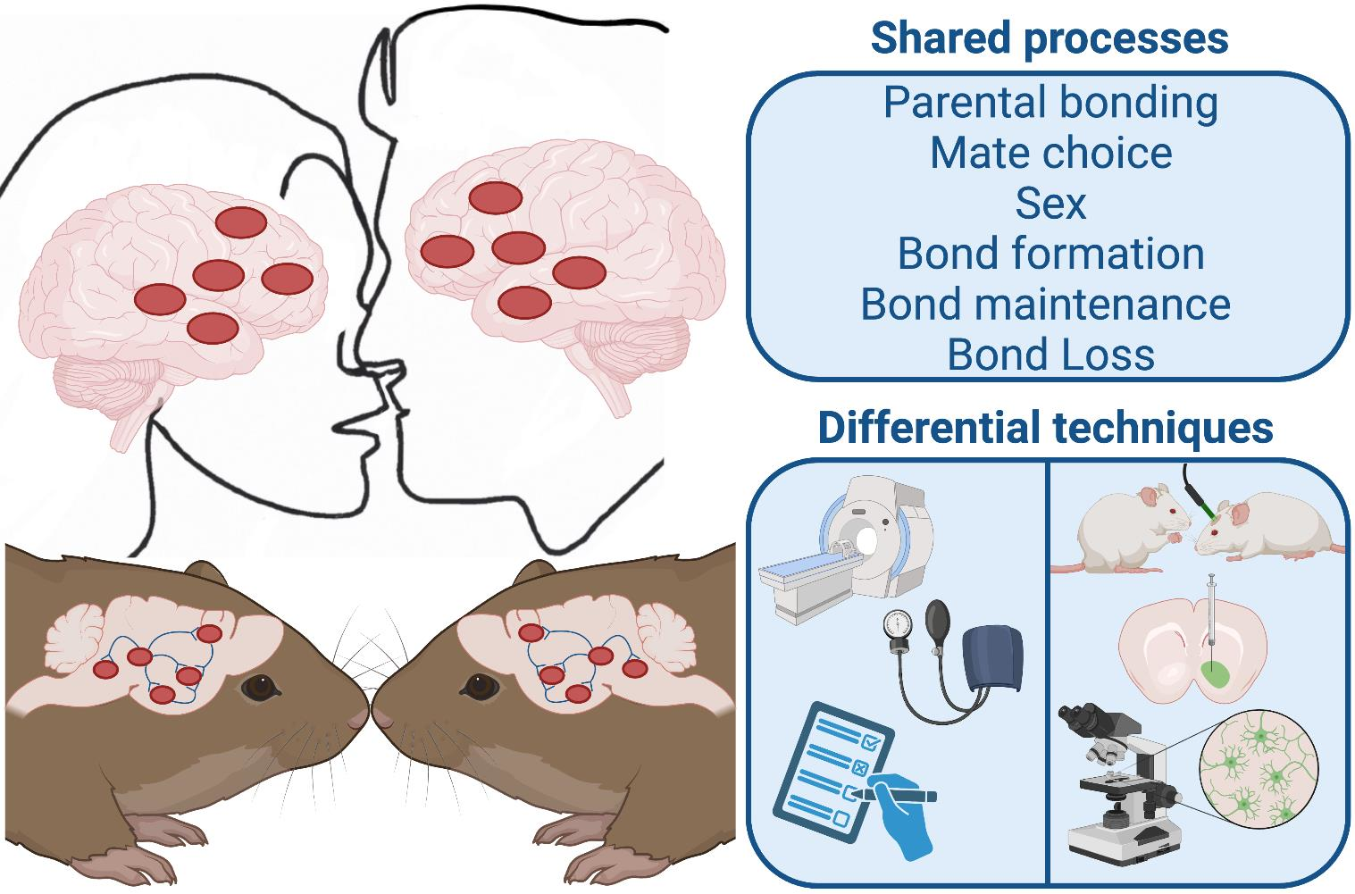 The Science Behind Load Distribution in Modern Spinal Devices: Insights ...